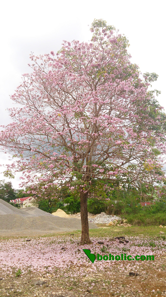 Cherry Blossom in Bohol? - boundbohol.com